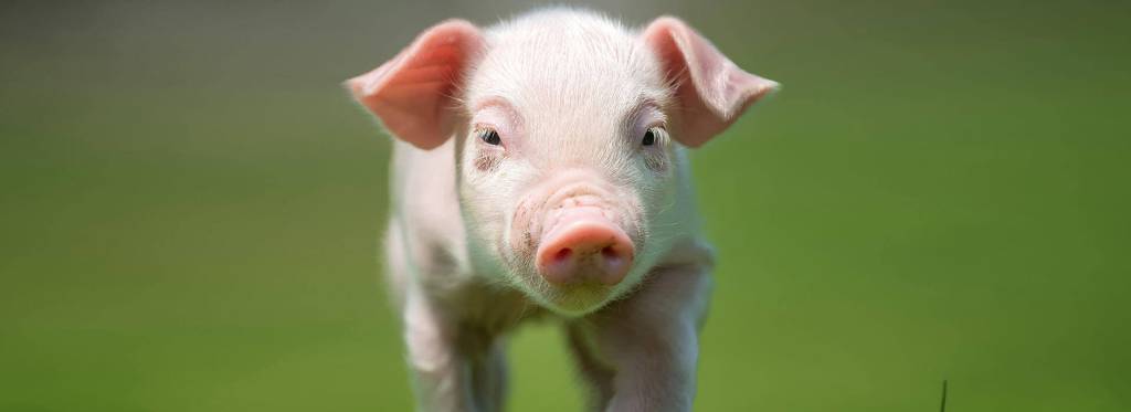 Angentex® ASFV qPCR Detection Kit UDG plus – After Lab Co., Ltd.